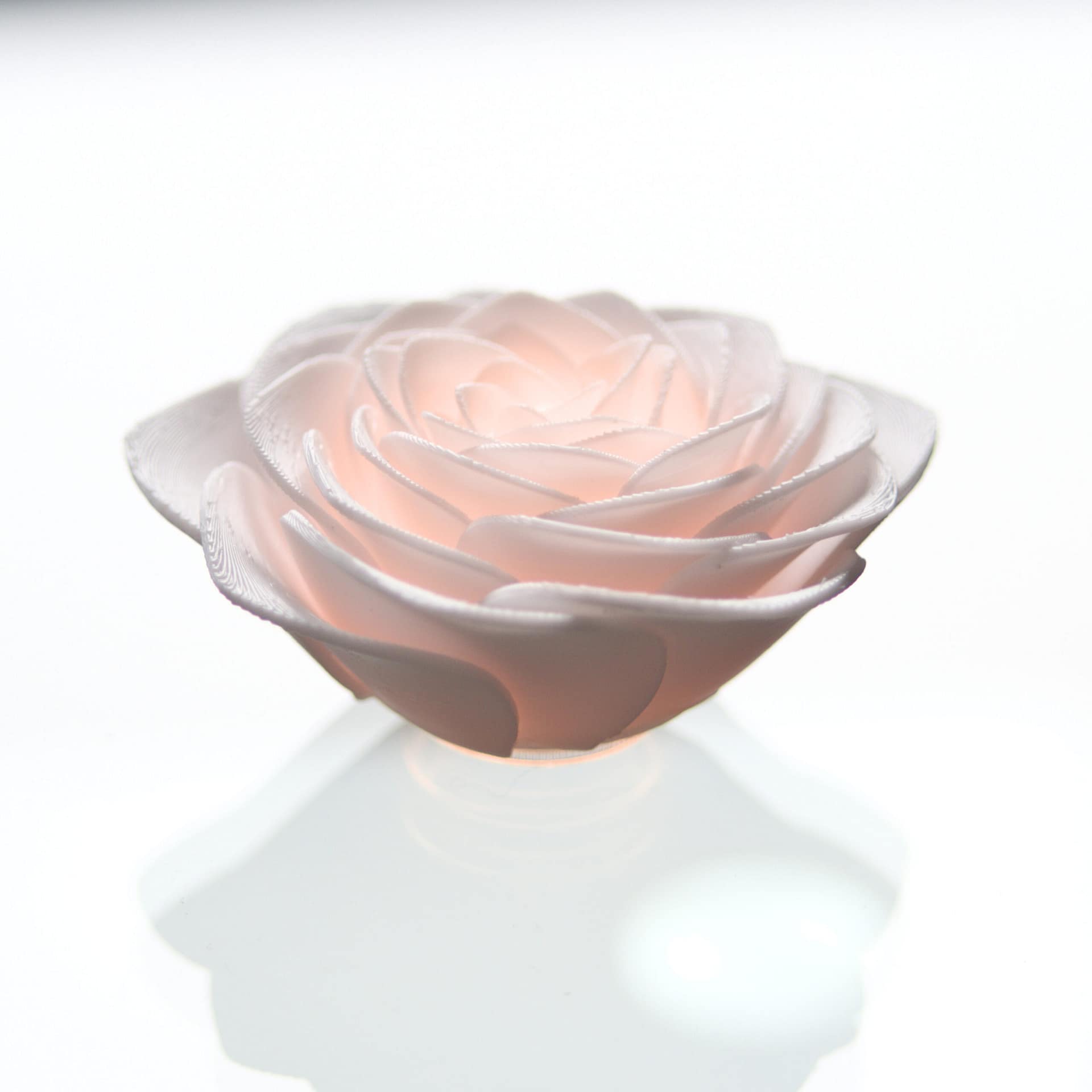 Luz de Rosa Blanco Puro - to Infinity